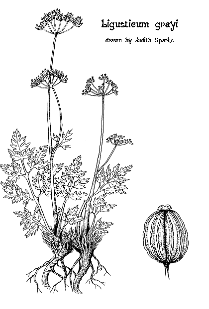 Osha Herb Drawing HealinGifts Osha' Bear Root Herb Ligusticum Porteri